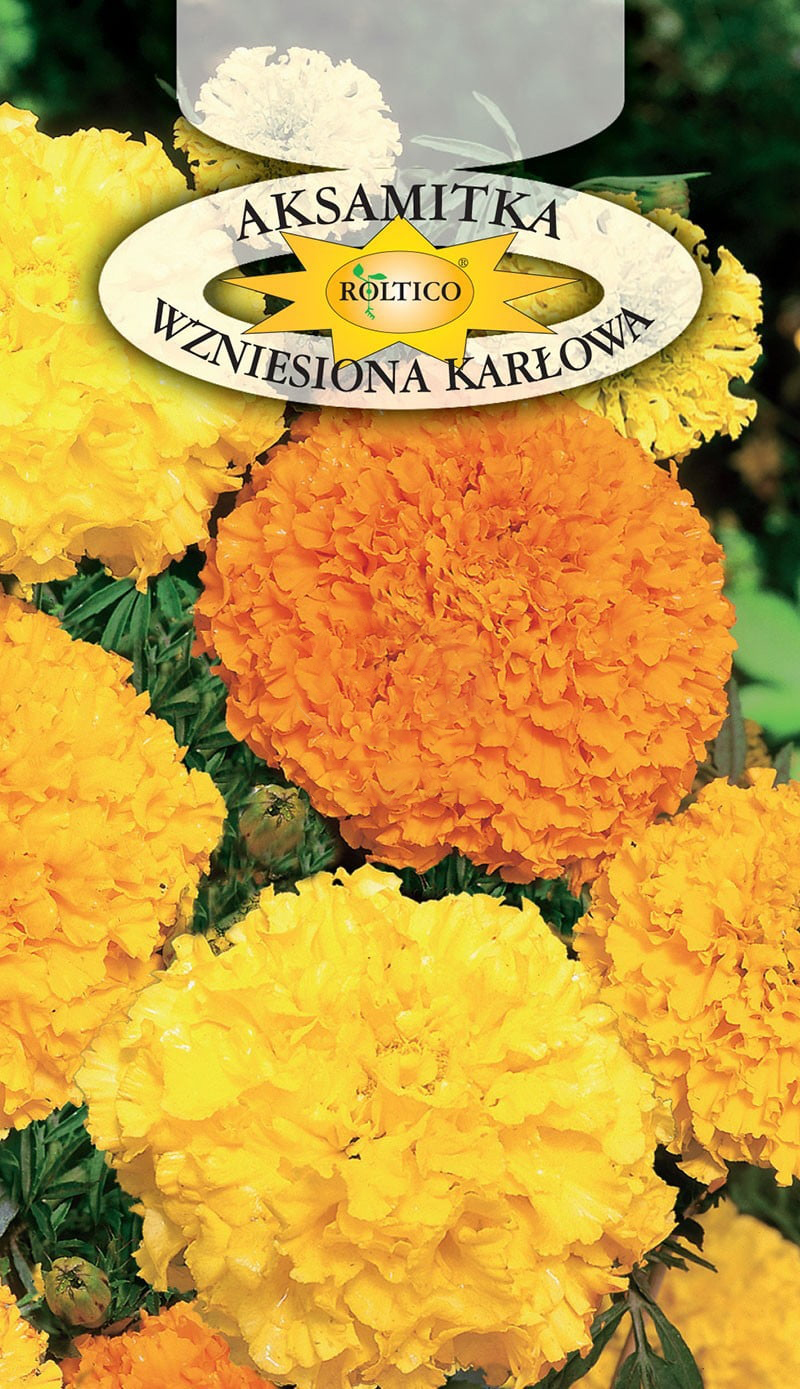 Nasiona Aksamitka wzniesiona karłowa - Żółta - Nasiona kwiatów | Roltico